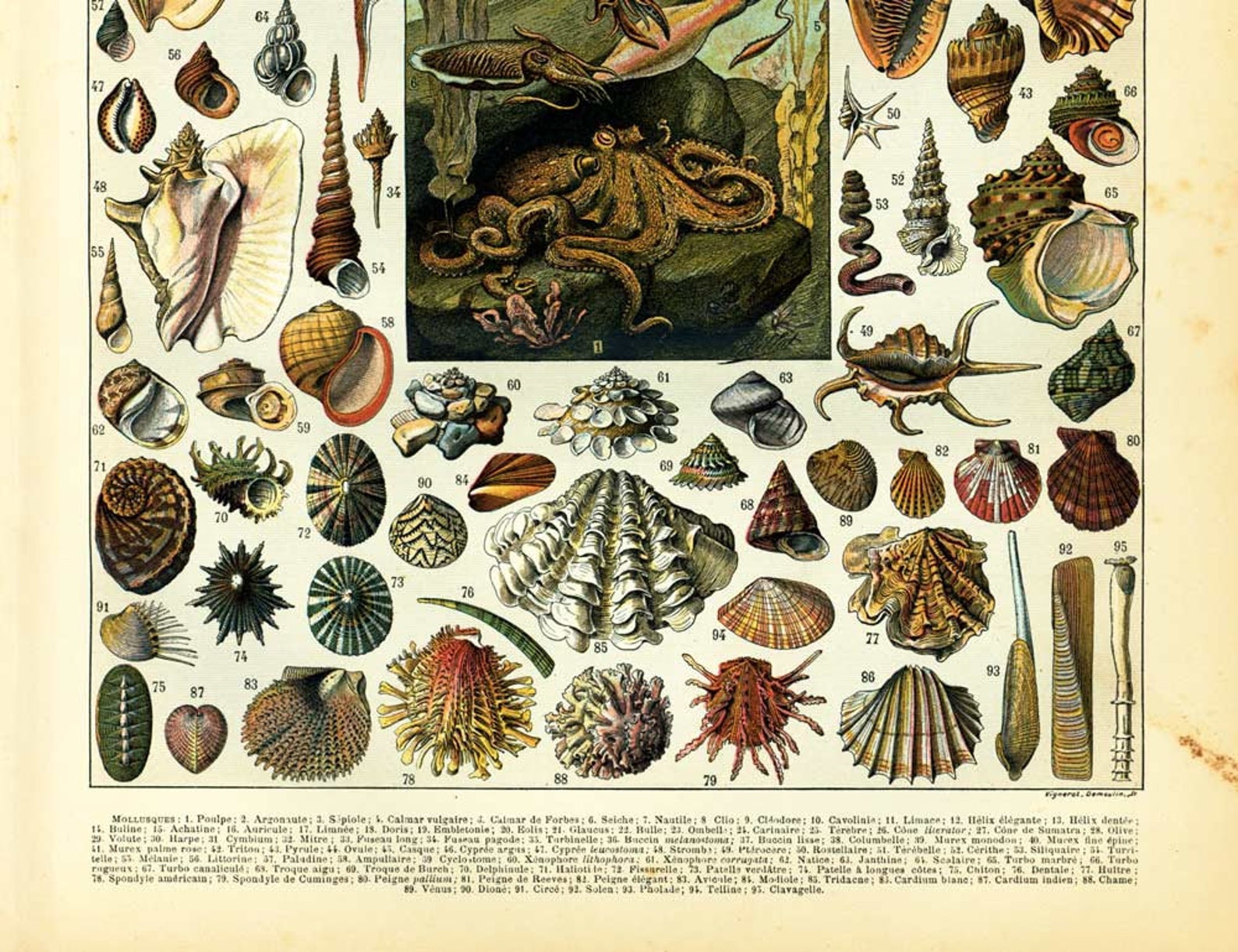 1897 Shellfish Large Size Antique Print Molluscs Larousse - Etsy