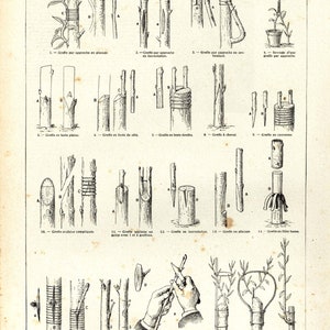 1922 Art du greffage. Principales sortes de greffes. Horticulture ...