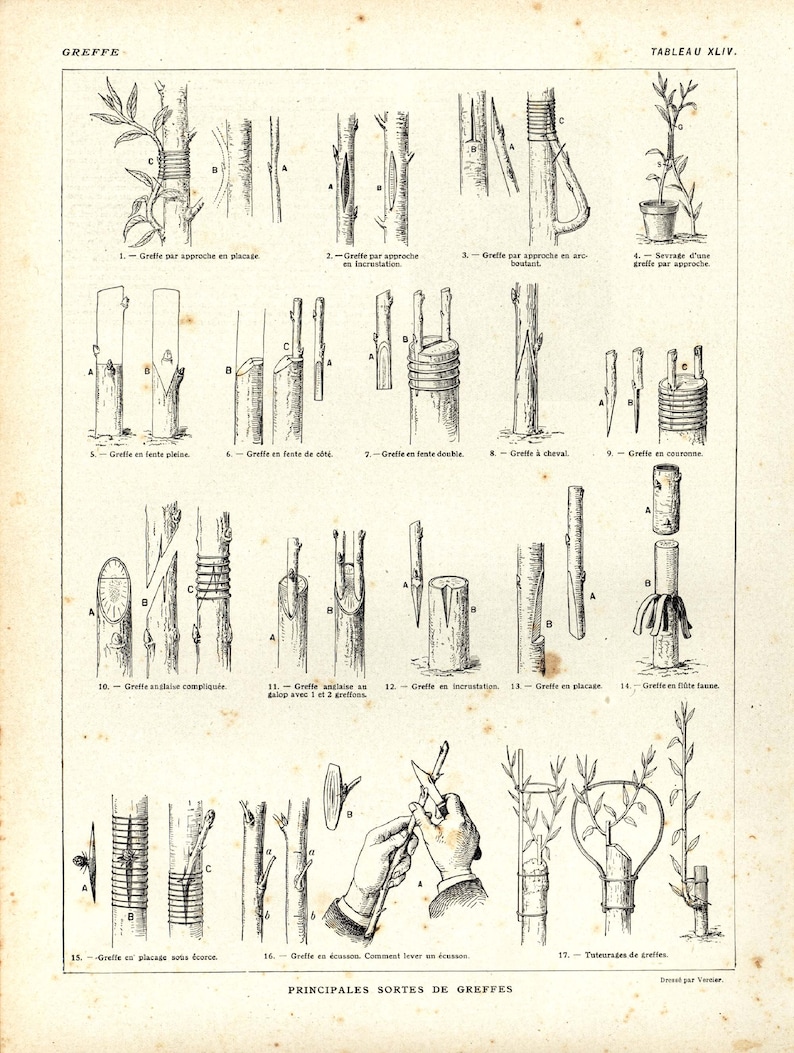 1922 Art du greffage. Principales sortes de greffes. - Etsy France