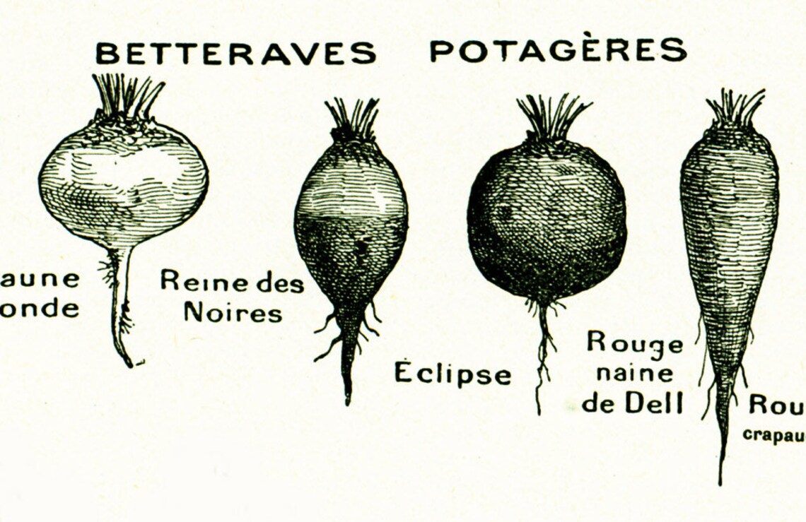 1922 Antique Beetroot Print Sugar Beet Cultivar Vegetables - Etsy