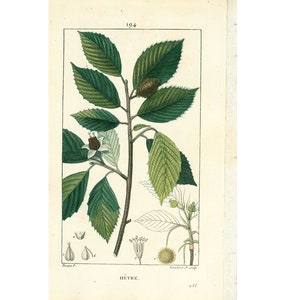 1814 Antique European Beech Leaf Tree Print Plant Natural History ...