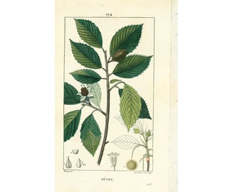 Botanical Leaf Print - Etsy