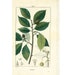 1814 Antique European Beech Leaf Tree Print Plant Natural History ...