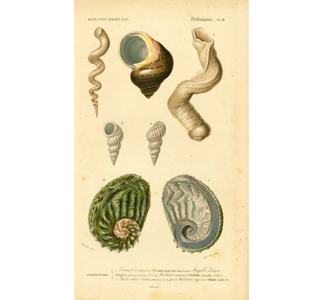 1861 Oreilles de mer Orbigny Planche Originale Ormeau Vermet Magile ...