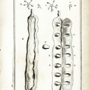 1797 Antique Carob Ceratonia Siliqua Fruit Pod Print Seeds Peas Beans ...