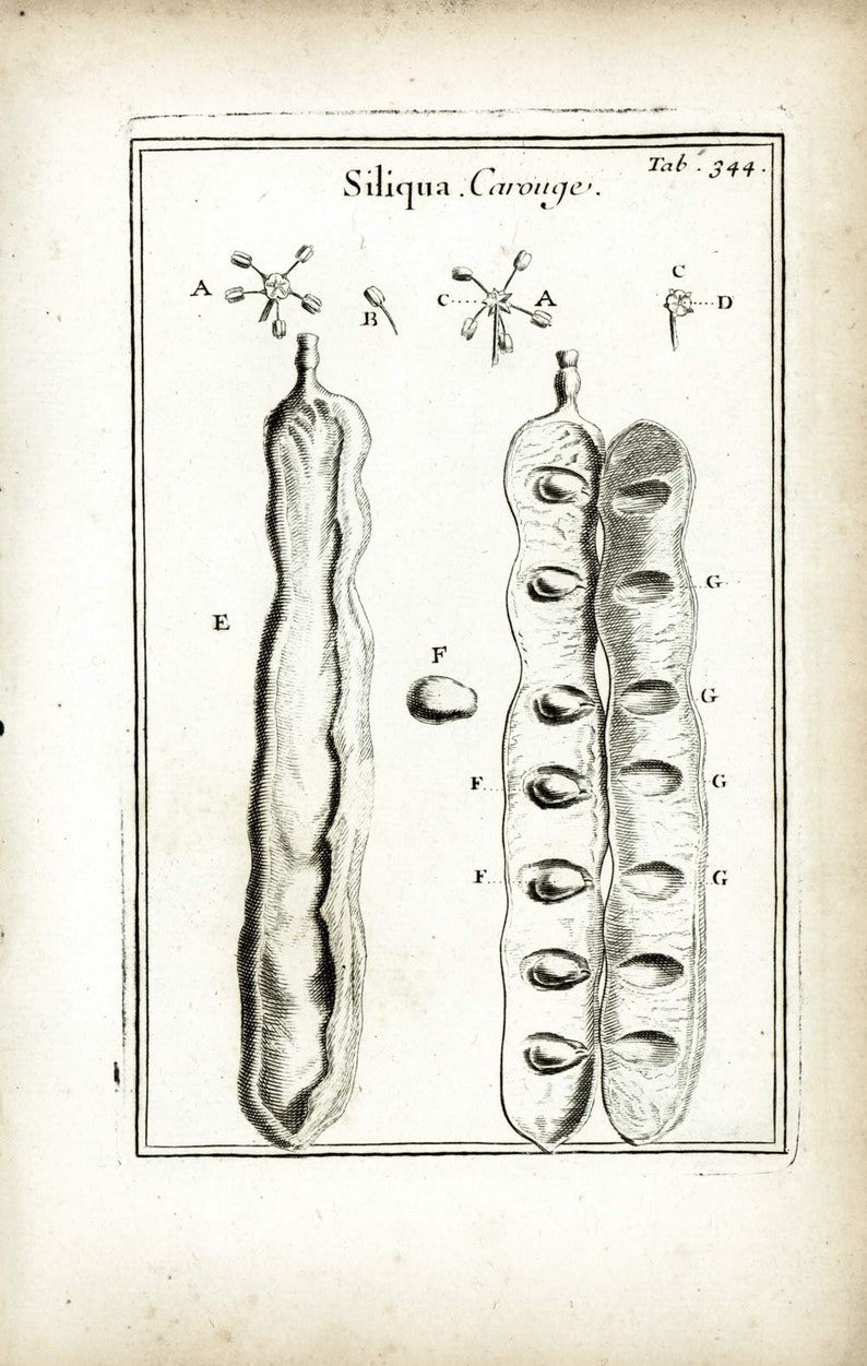 1797 Antique Carob Ceratonia Siliqua Fruit Pod Print Seeds Peas Beans ...