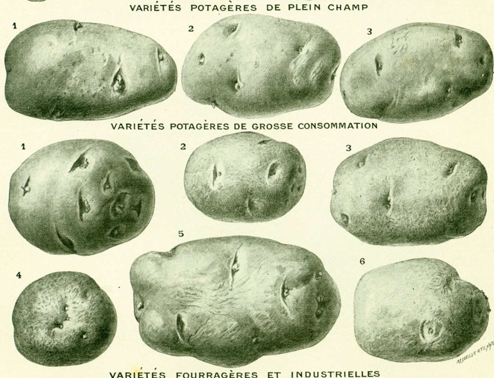1922 Vintage Potatoes Print Antique Potato Print Vegetables | Etsy