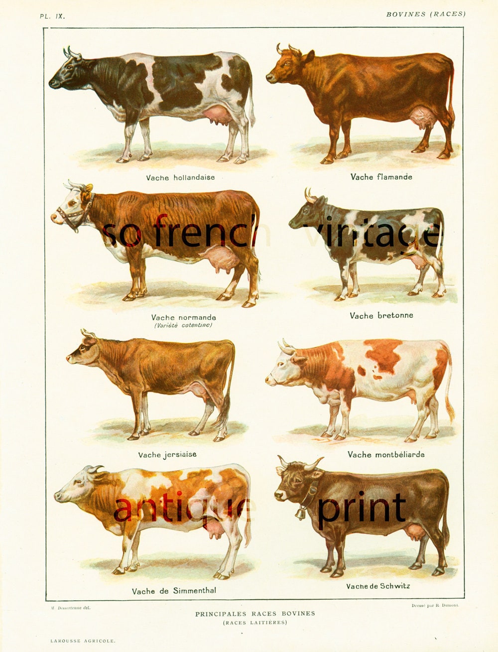1922 LARGE SIZE Antique Cow Breeds Print. Cow Bull Breeds - Etsy