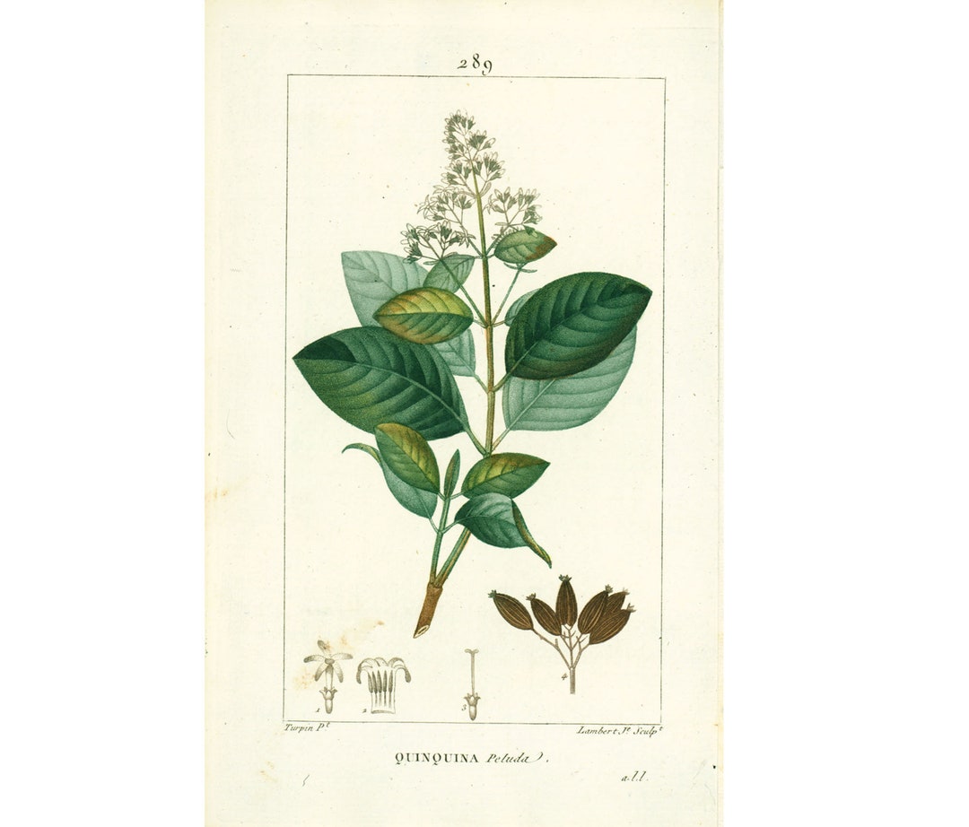 1831 Antique Cinchona Officinalis Print Quinine Medicinal Plant ...