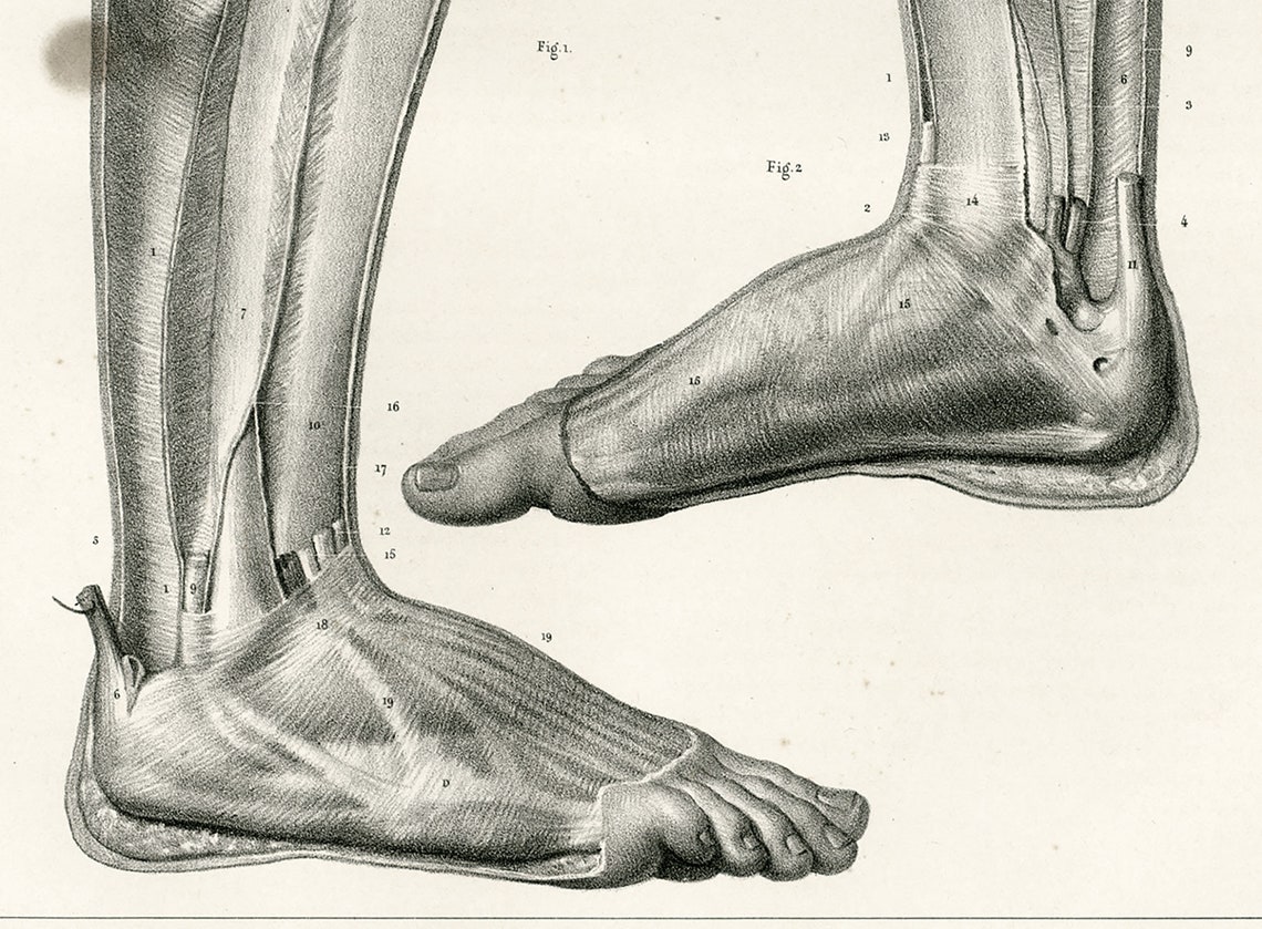 1831 Anatomy Orthopedic Surgery Human Leg Foot Print Human Body Poster ...