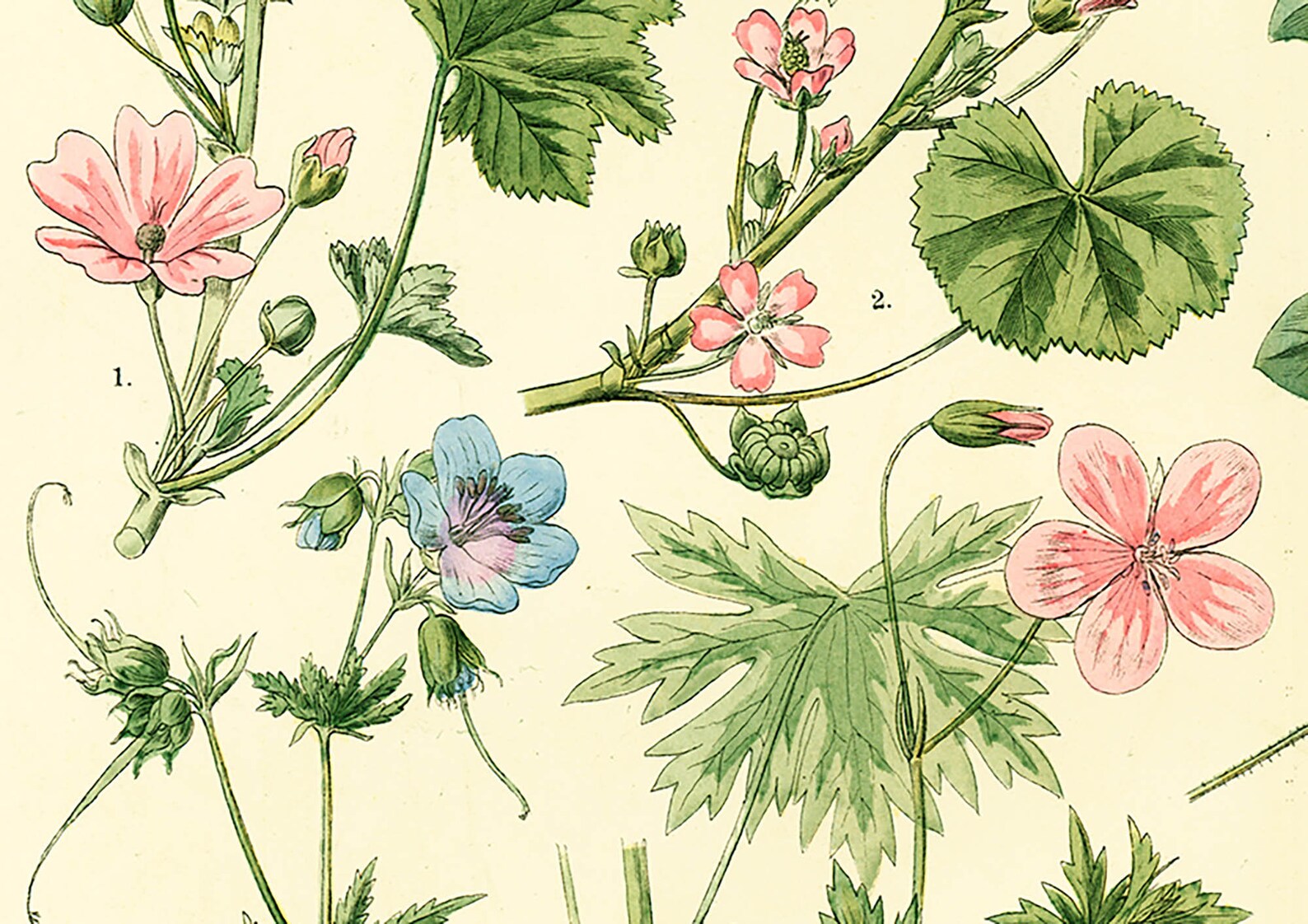 1885 Geranium and Malva Family Chart Gossypium Cotton Antique - Etsy