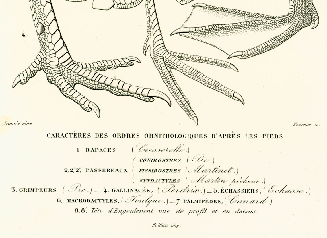 1861 Anatomía de las patas de las aves Grabado antiguo Ch. d'Orbigny ...