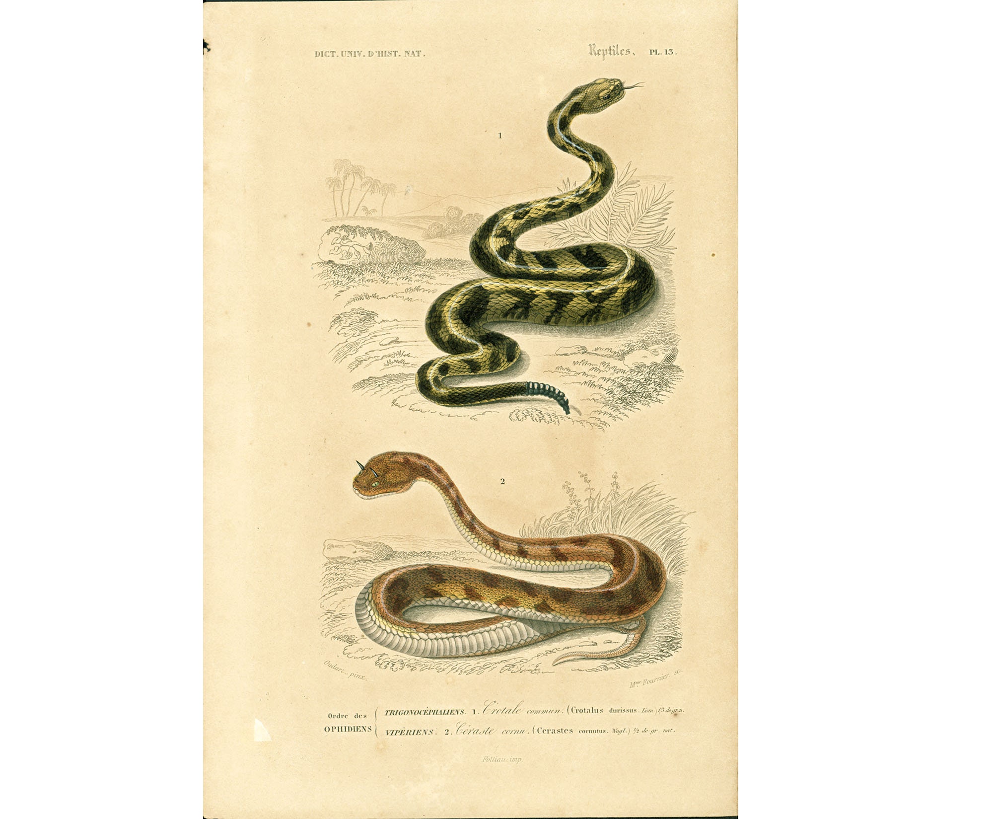 1861 Rattle Snake Antique Engraving Original Print Natural - Etsy