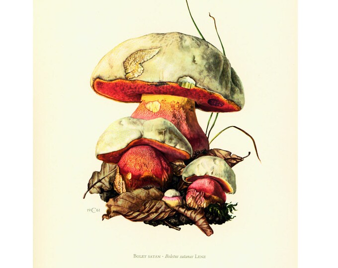 1962 Bolet Satan Planche Originale Identification Champignons Toxiques ...