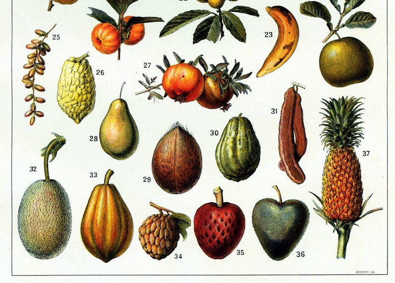 1933 Vintage Culinary Fruit Antique Botanical Chart Print. - Etsy