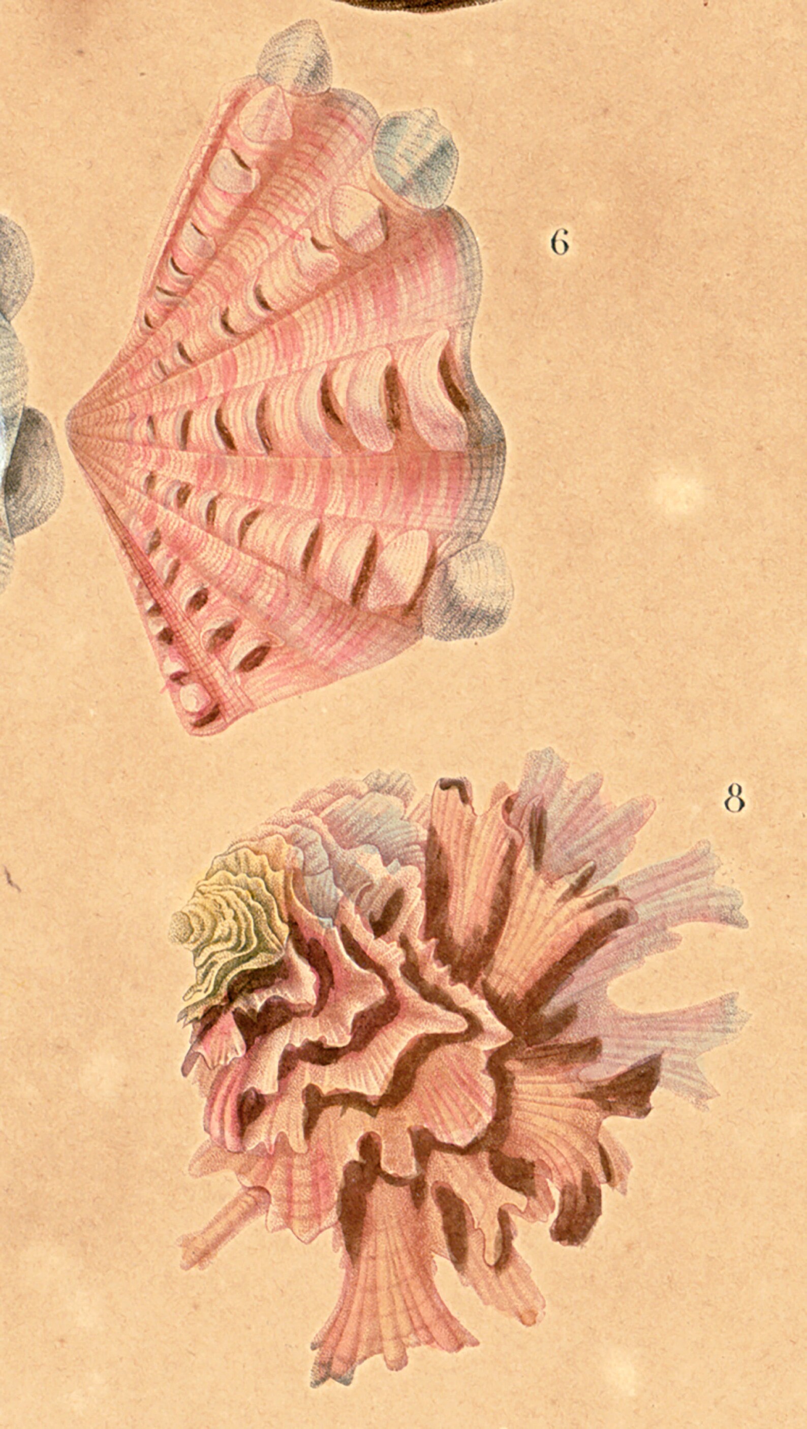 1861 Antique Shell Print Original Marine Bivalve Lithograph | Etsy