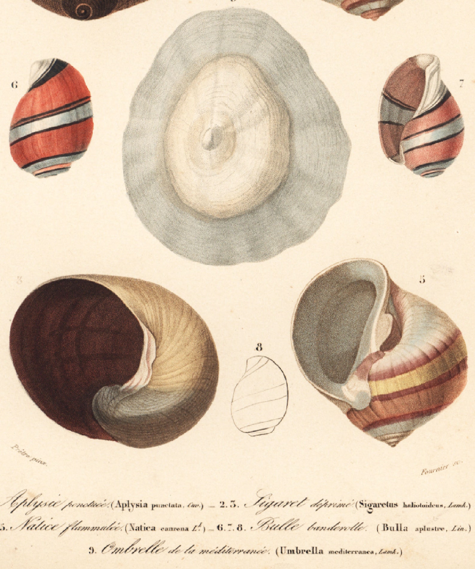 1861 Shells Bulla by Ch. Orbigny Original Antique Print - Etsy