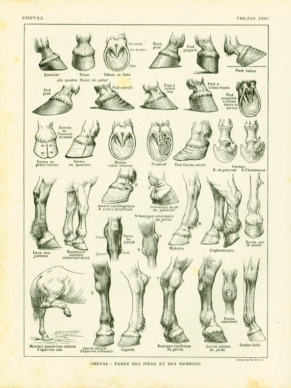 Horse Hooves Drawing