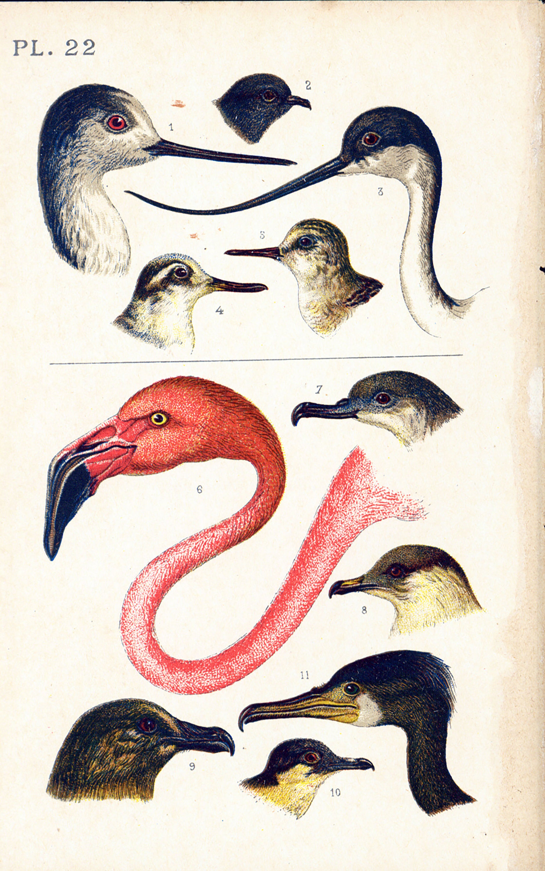 1890 Pink Flamingo, Puffin Shorebirds Avocets Stilt, Beak Feather ...