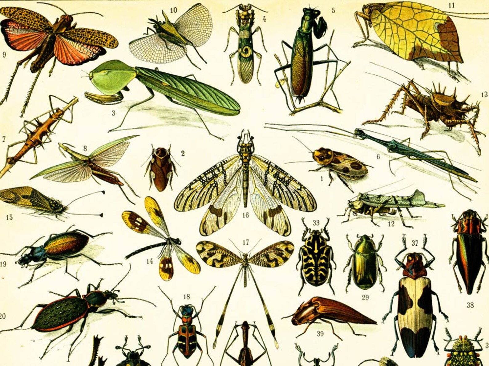 1897 Insectes Planche Originale Libellule Mante Religieuse | Etsy