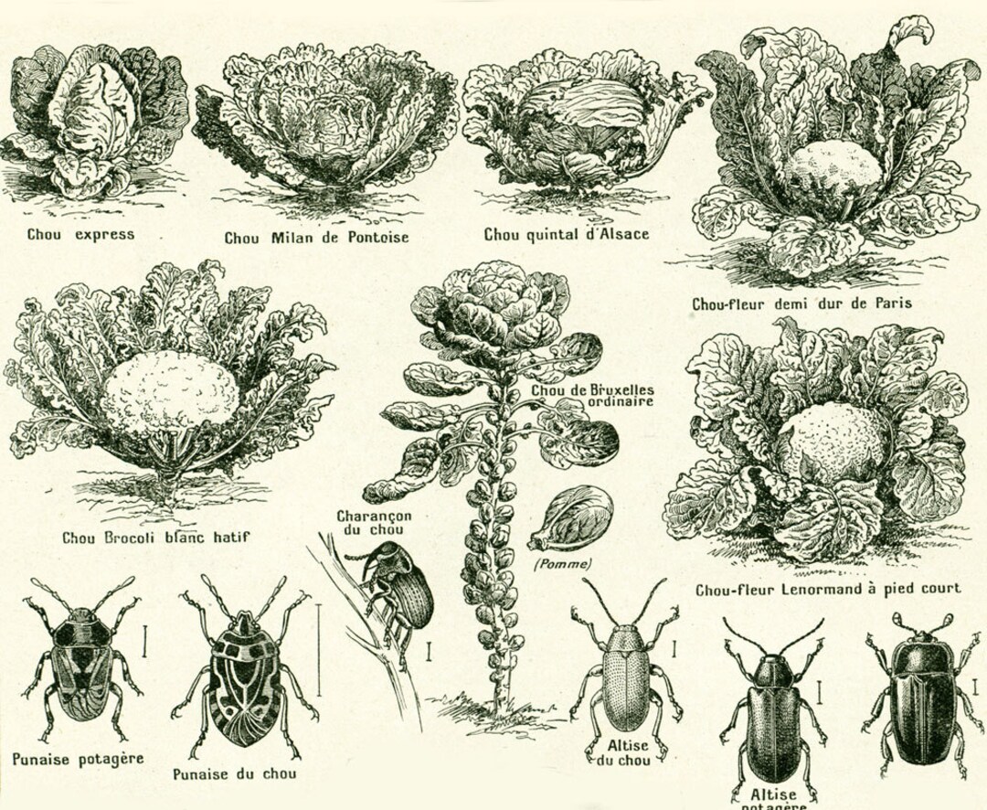 1922 Antique Cabbage Print Identification Chart Vintage Gardening ...