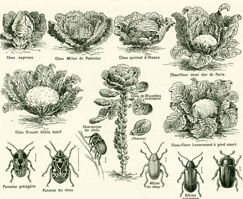 1922 Antique Cabbage Print Identification Chart Vintage - Etsy