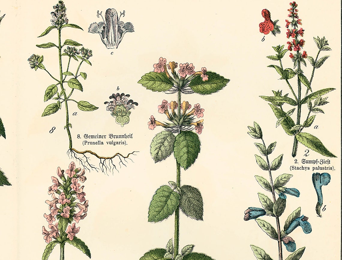 1869 Lamiaceae Flowers Chart Woundwort White Horehound Herbs - Etsy