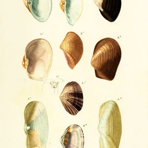 1861 Antique Shell Print Original Clams Lithograph Orbigny - Etsy