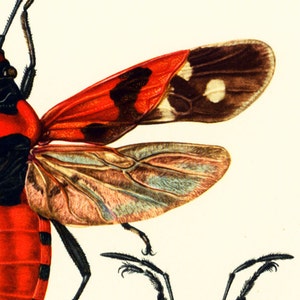 1960 Vintage Black and Red Bug Print. Bugs Illustrations. Insect Print ...