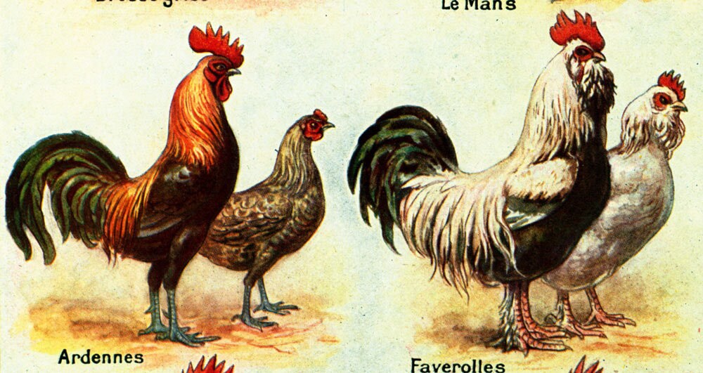 1922 Vintage Hens Roosters Chicken Breeds Lithograph. Farm - Etsy