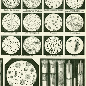 1922 Microbes Bacillus Germs Antique Large Size Illustration Original ...