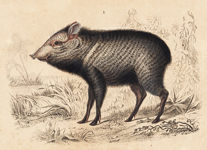 1861 Pecari Wild Pig by Ch. Orbigny Original Antique Print - Etsy