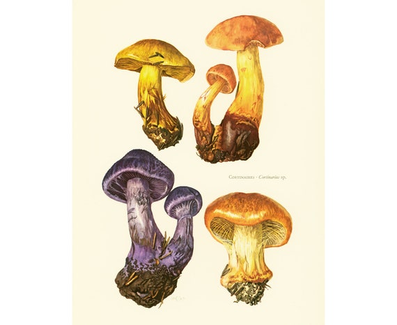 1962 Violet Webcap Violet Cort Goliath Webcap Vintage Mushroom | Etsy