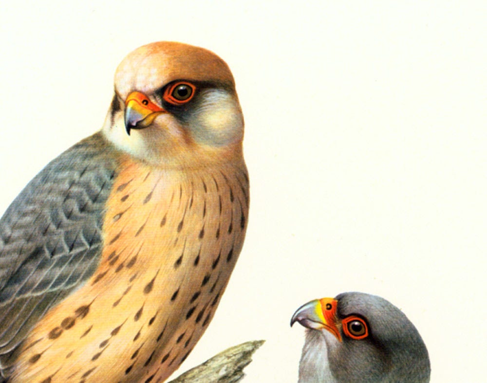 1961 Falcon Print Red Footedfalcon Wall Art Bird of Prey - Etsy
