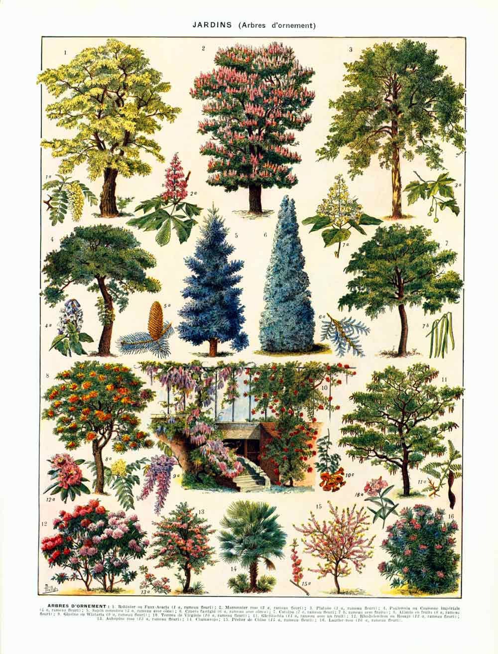 1933 Vintage Trees Print. Garden Trees. Antique Ornamental - Etsy