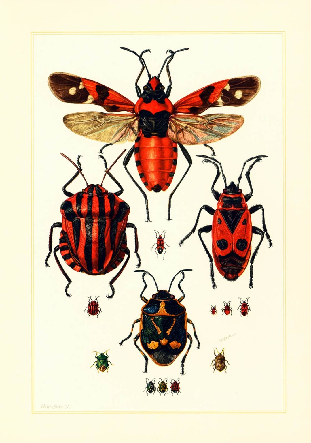 1960 Vintage Black and Red Bug Print. Bugs Illustrations. Insect Print ...