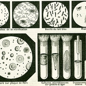1922 Microbes Bacillus Germs Antique Large Size Illustration Original ...