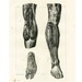 1854 Monkey Nervous System, Antique Veterinary Print XL, Animal Anatomy ...