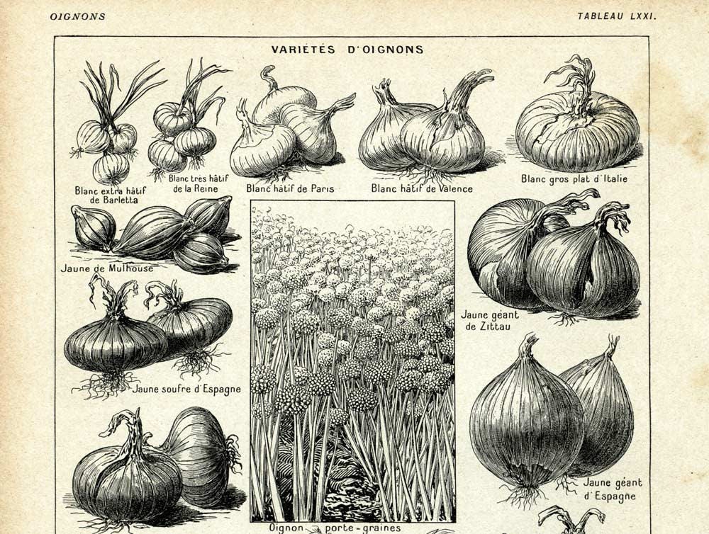 1922 Onion Chart Vintage Vegetable Print Antique Onion Print | Etsy