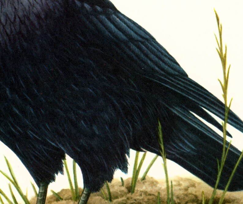 1961 Raven. Rook. Vintage Bird Print. Ornithology. Nature Wall | Etsy