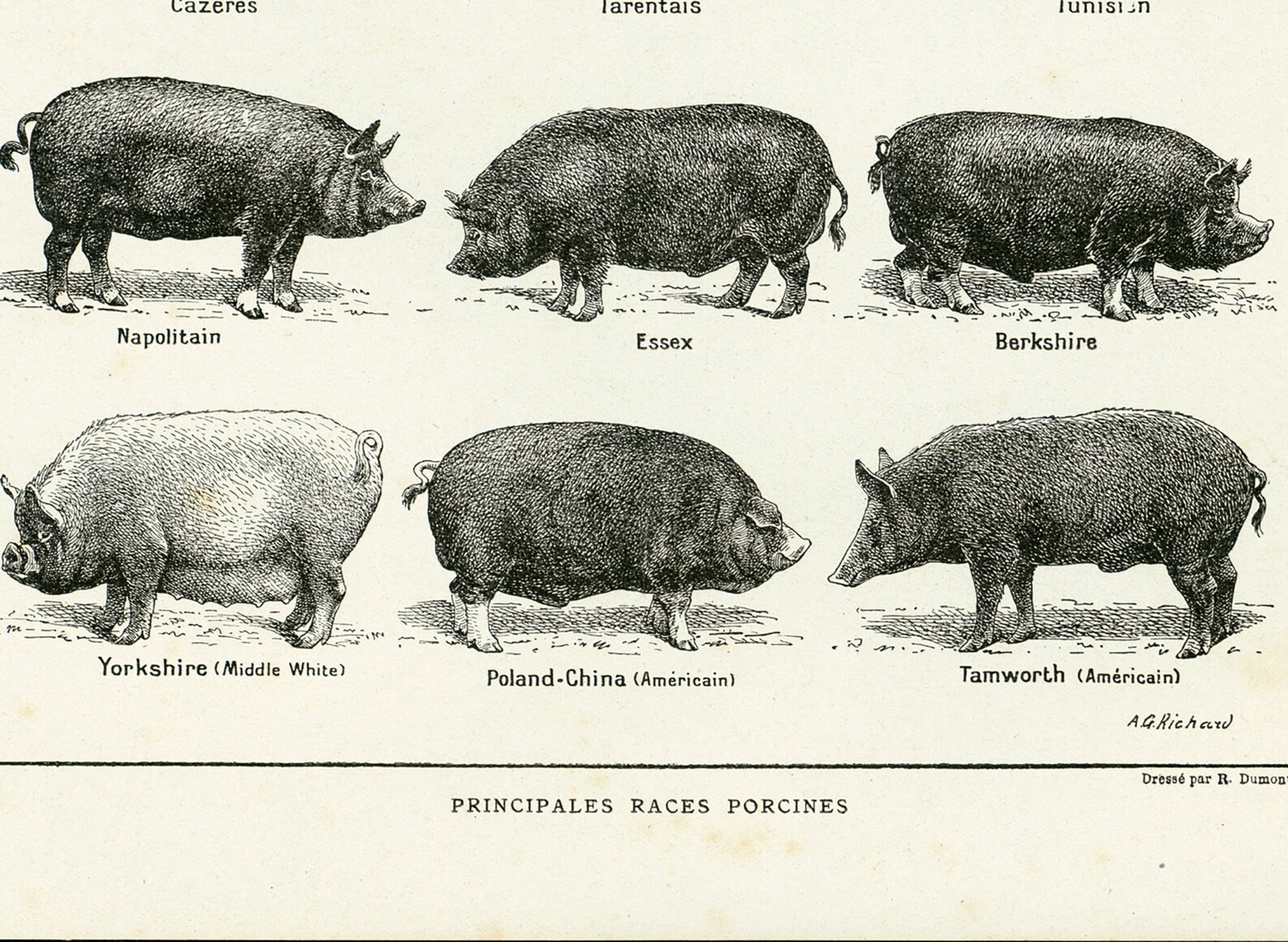 1922 Antique PIG Print Swine Hogs Vintage Farm Animals - Etsy