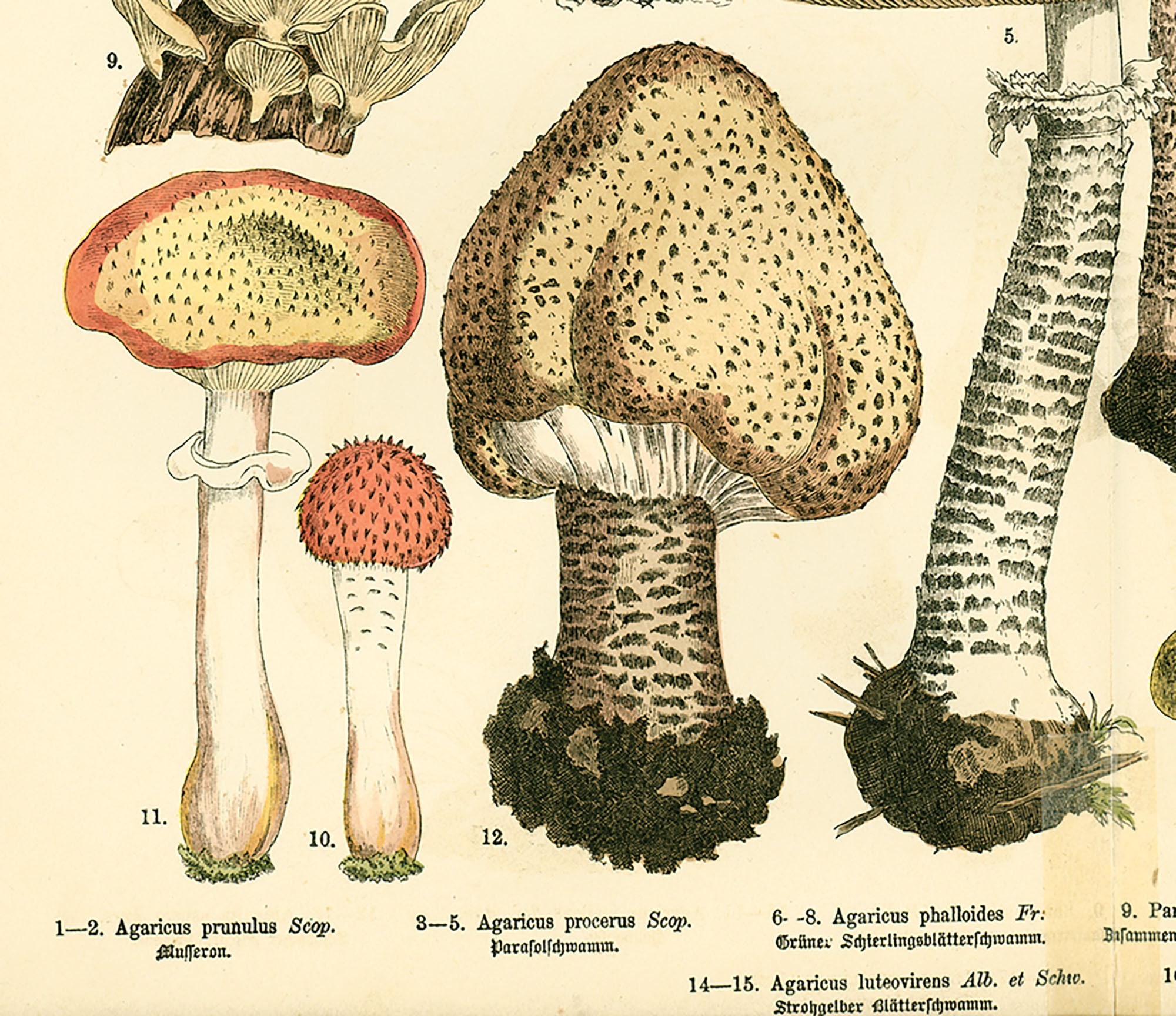 1885 Agaricus Identification Chart Antique Print Fungi Edible Poisonous ...