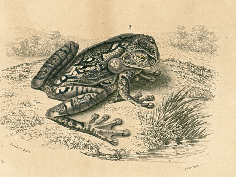 1861 Frog Toad Original Antique Zoological Print by Orbigny | Etsy