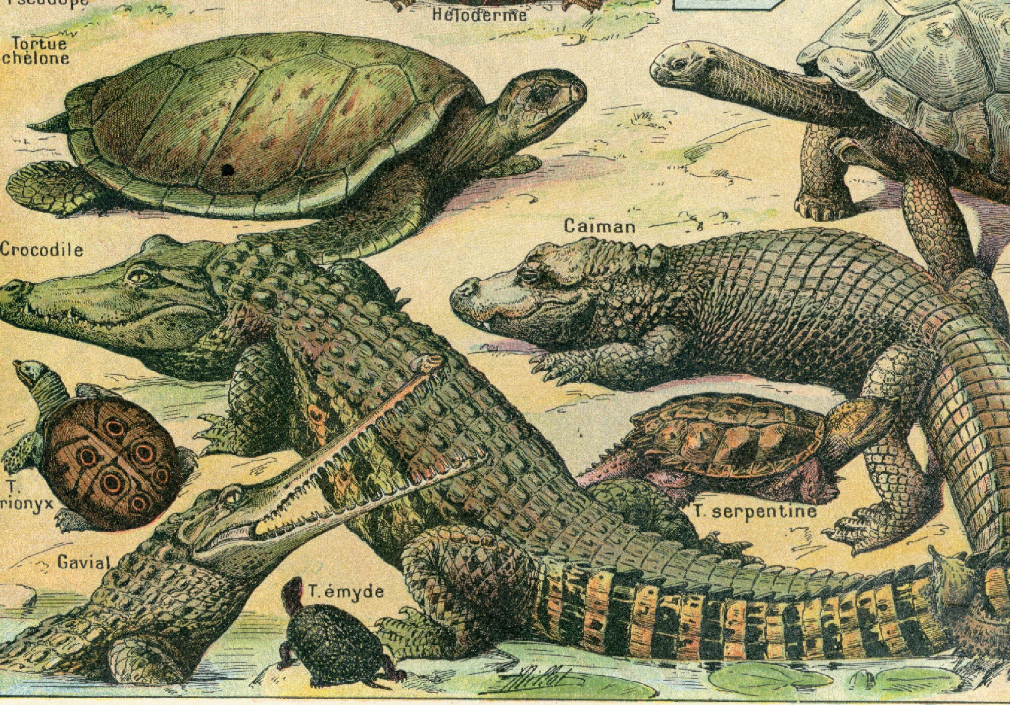 1930 Reptiles Antique Print French Larousse Illustration - Etsy
