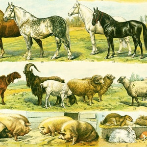 1897 Livestock Cattle Ram Sheep Farm Animals Antique Illustration ...