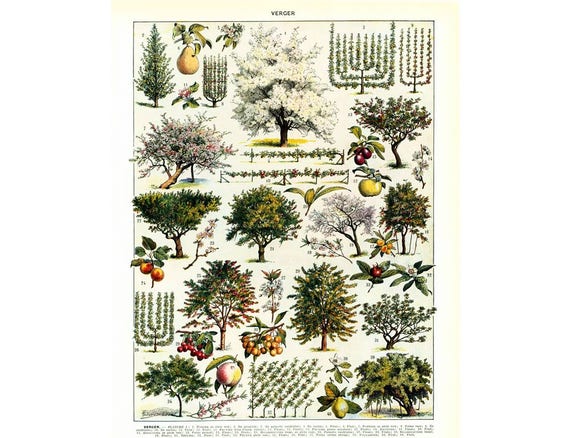 1933 Vintage Orchard Print. Fruit Tree Pruning guide. Antique | Etsy