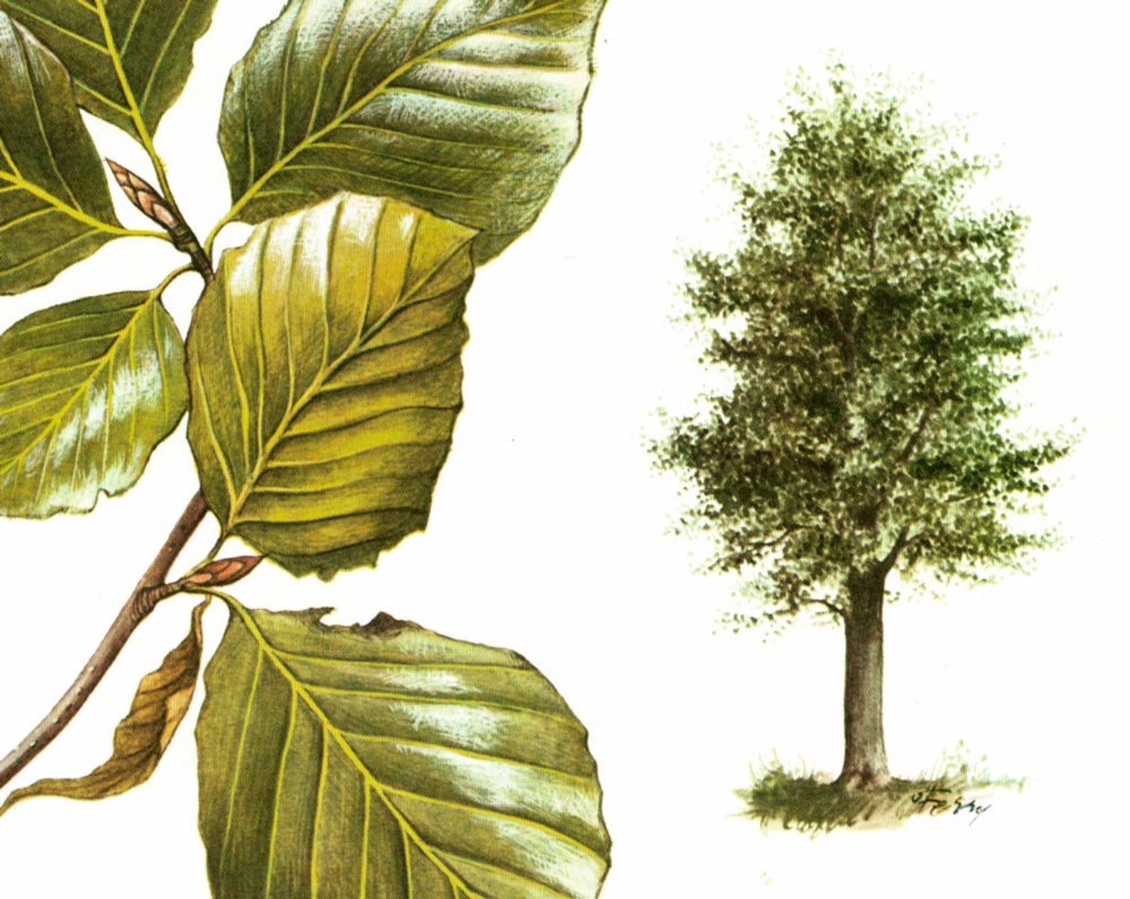 1967 Common Beech Tree Print Vintage Botanical Illustration - Etsy