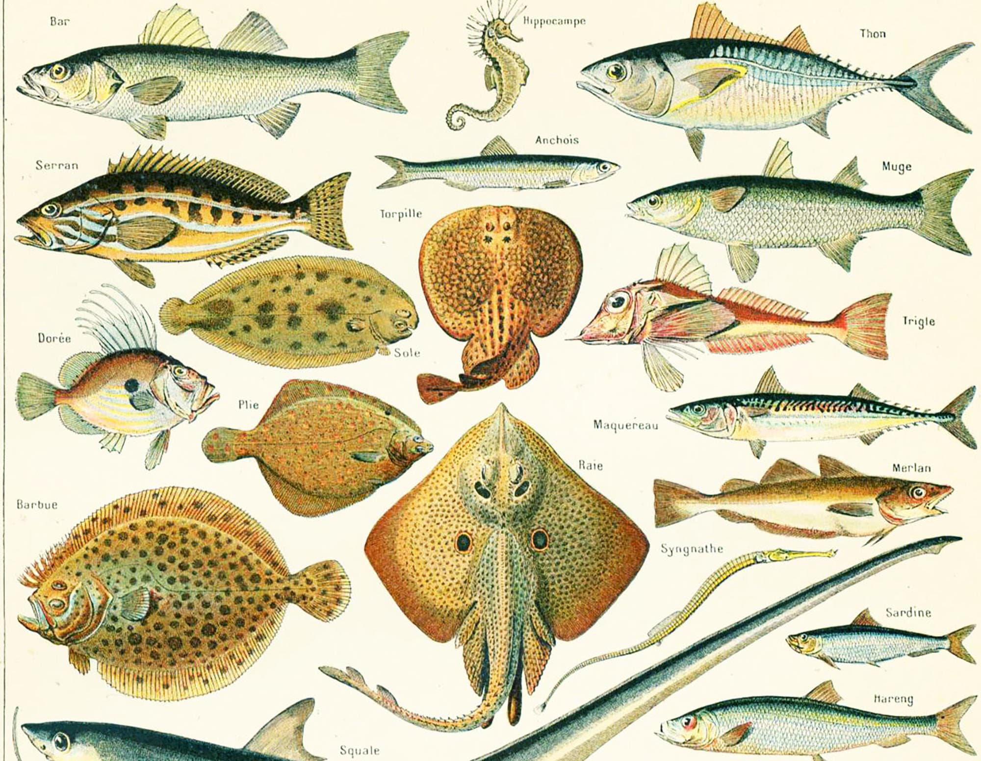 1930 Antique Fish Chart Ichtyology Identification Authentic | Etsy