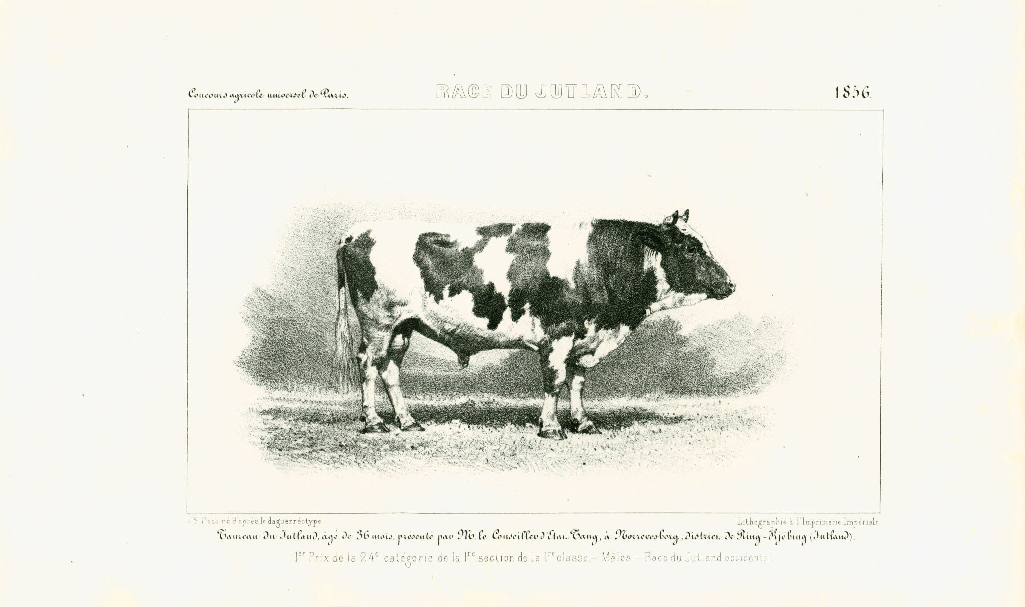 Lithographs Prints French vintage Cow Bull breeds 1856 Jutland Cattle ...