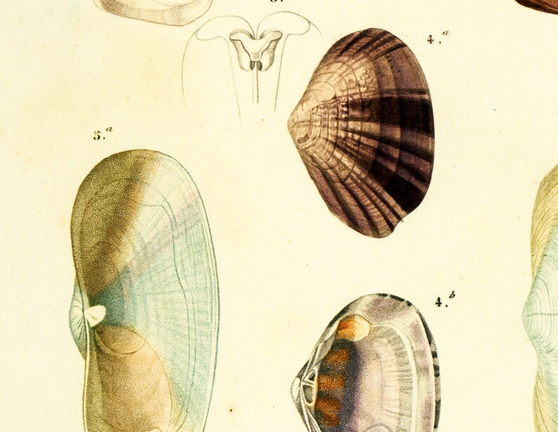 1861 Antique Shell Print Original Clams Lithograph Orbigny - Etsy